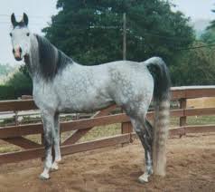 Badlands Equine. Step 1 - Saddle Position